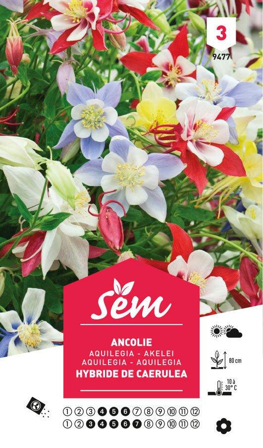 Graines de Ancolie Hybride De Caerulea