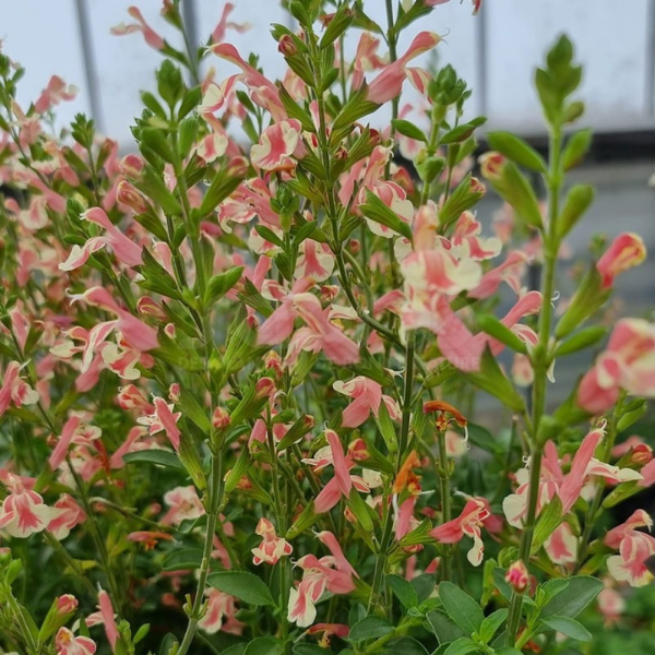 Sauge arbustive 'Belle De Loire' - Salvia jamensis 'Belle De Loire'