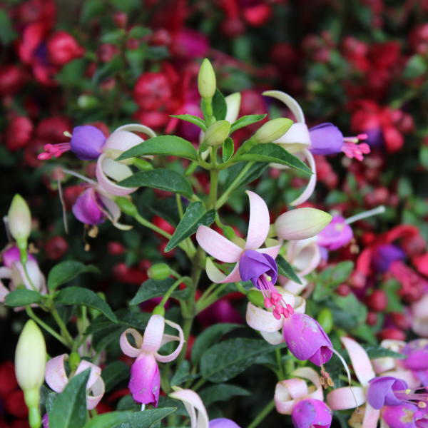 Fuschia hybride 'Blue Sarah' - Fuchsia X 'Blue Sarah'