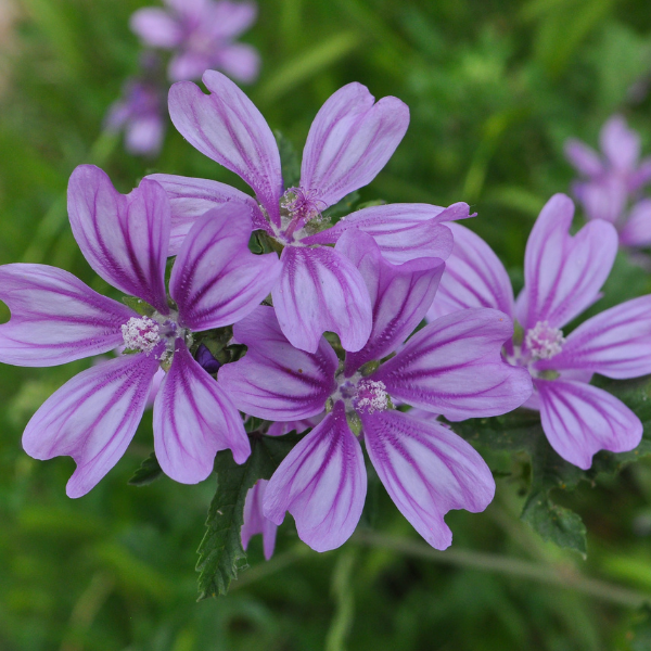 Mauve 'Blue Fountain' - Malva sylvestris 'Blue Fountain'