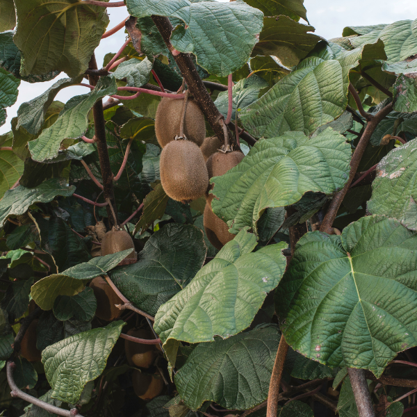 Kiwi auto-fertile 'Sollissimo' - Actinidia chinensis 'Sollissimo'