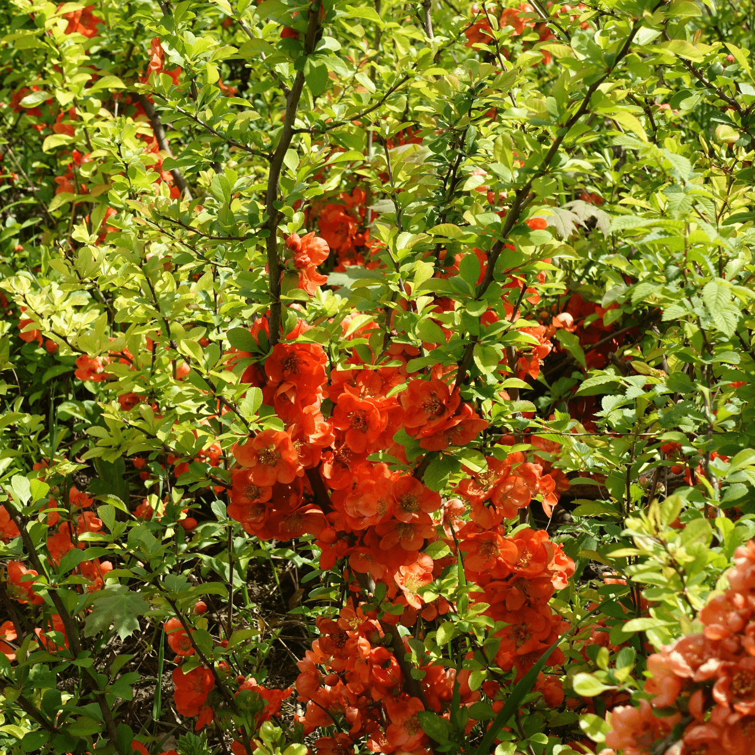 Cognassier du Japon speciosa Cameo - Chaenomeles Japonica speciosa Cam
