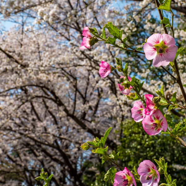 Mauve arbustive 'Large Red' - Anisodontea scabrosa 'Large Red'