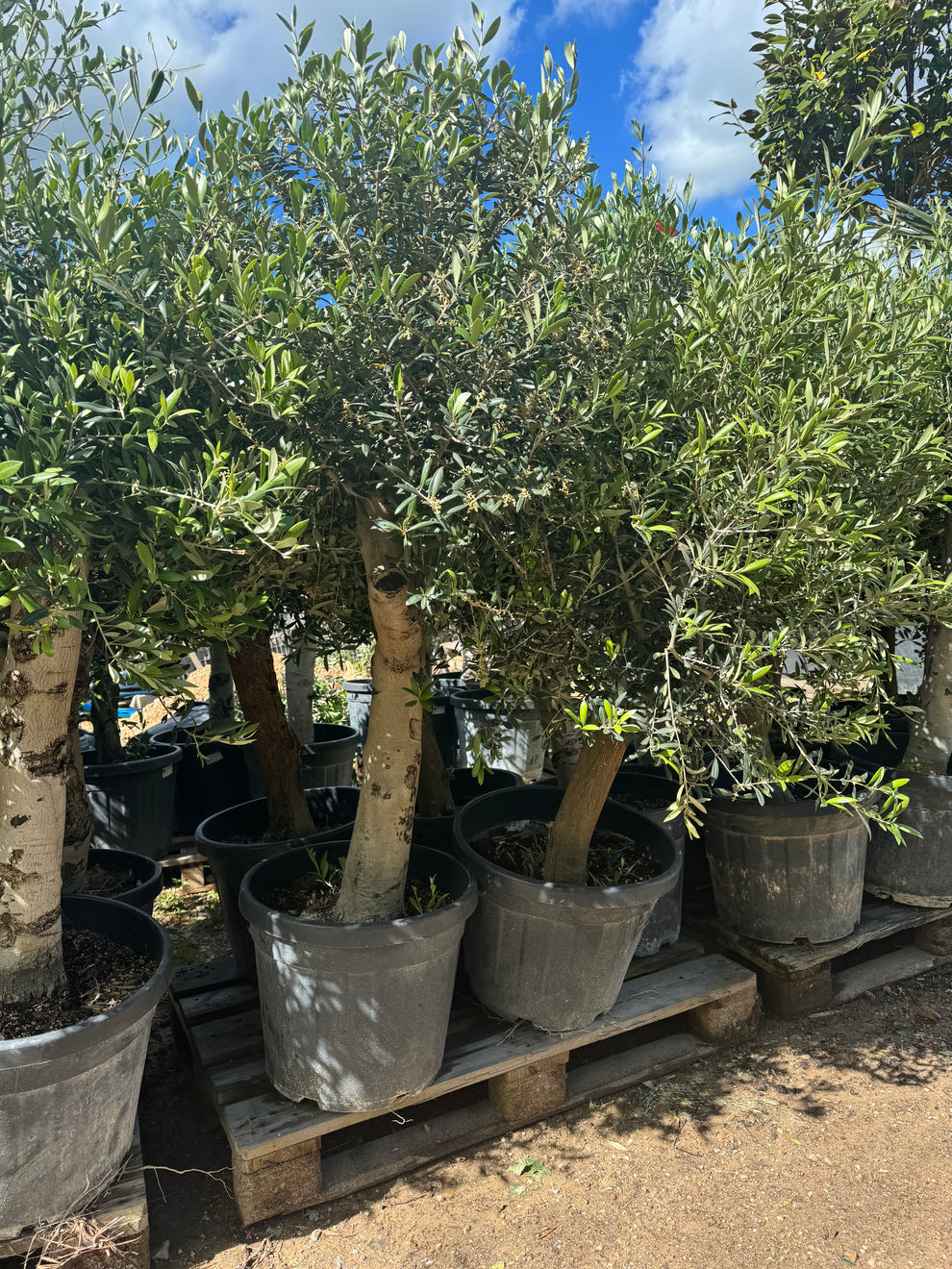 Olivier D'Europe - Olea Europea Tige 45L