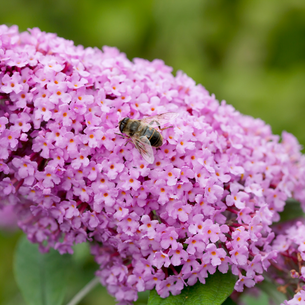 Arbre aux papillons 'Flutterby rose' - Buddleia davidii 'Flutterby Pin