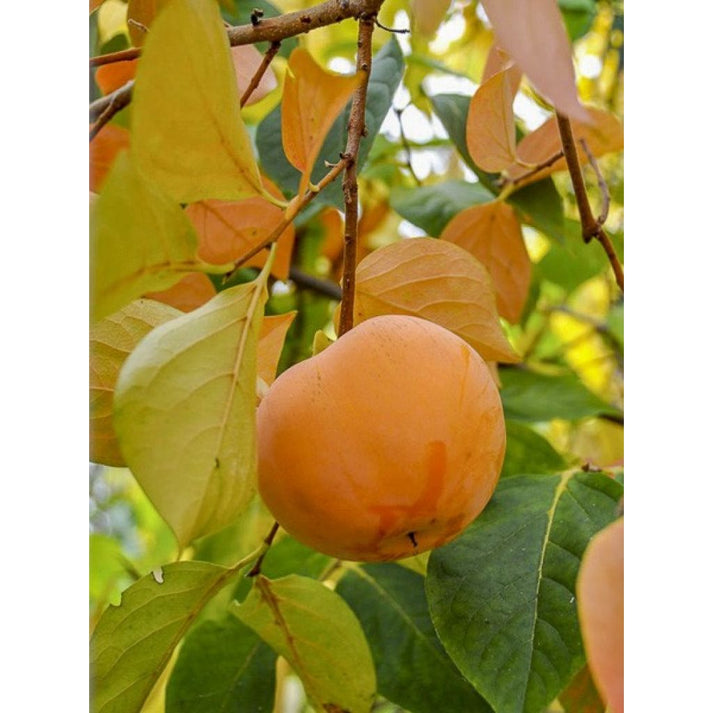 Accueil Plaqueminier Kaki 'Sharon' - Diospyros Kaki 'Sharon'