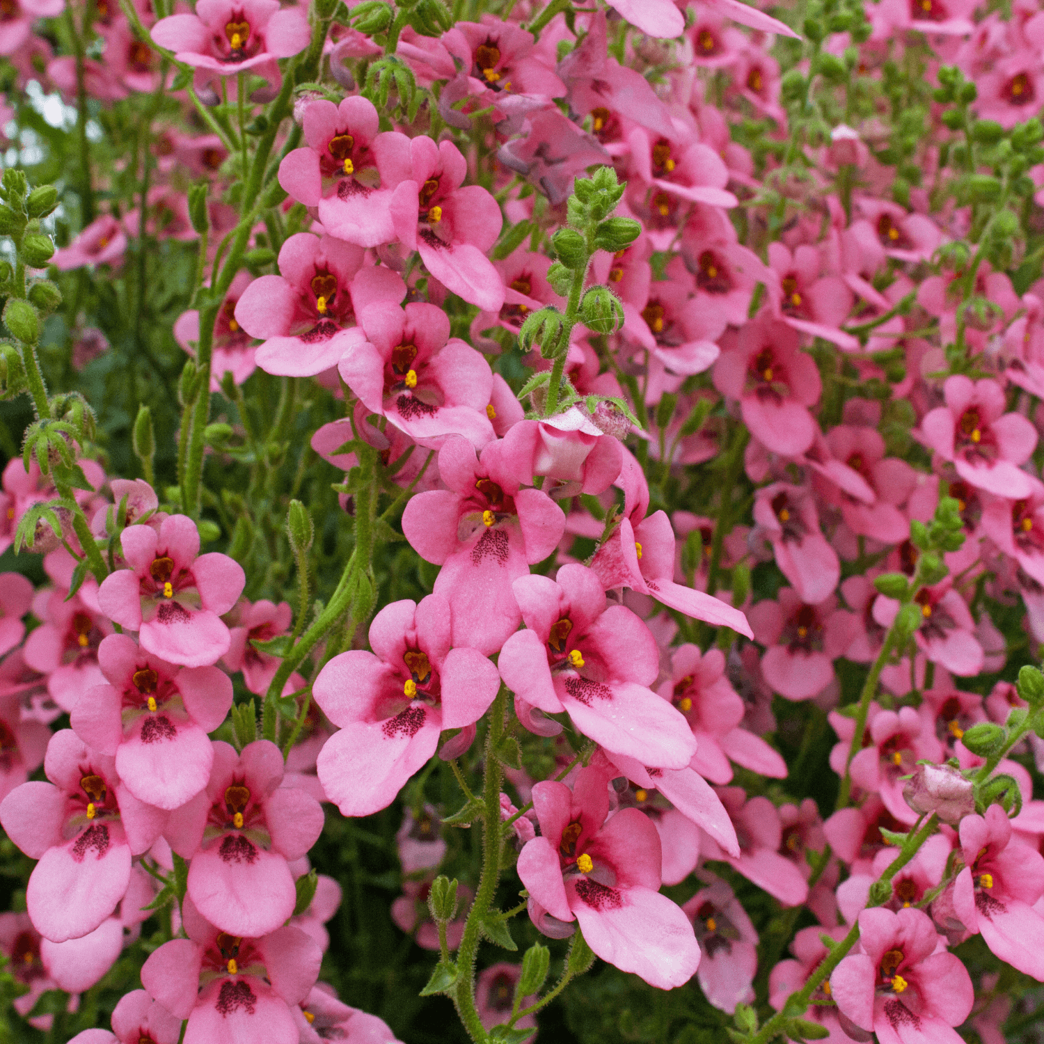 Diascia - Diascia barberae