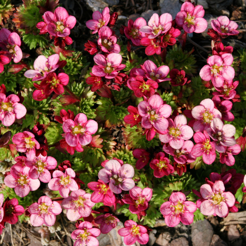 Saxifrage des alpes'Early carnival' - Saxifraga alpino 'Early carnival