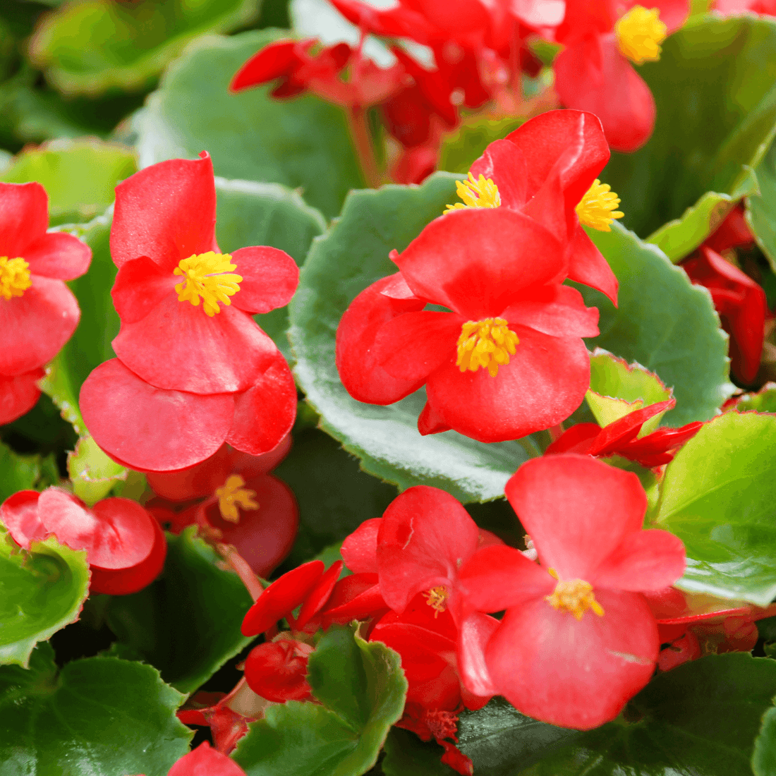 Bégonia 'Dragon Wing Rouge' - Begonia semperflorens 'Dragon Wing Rouge