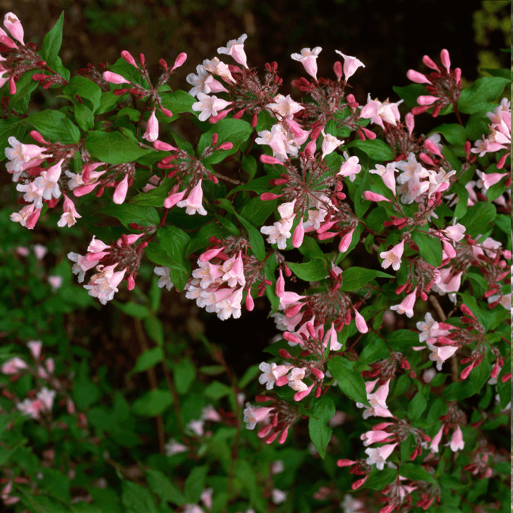 Abélia 'Edward Goucher' - Abelia 'Edward gouchers'