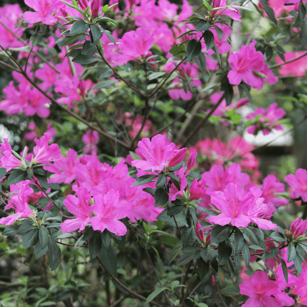 Azalée japonaise 'Multiflora Purper' - Azalea japonica 'Multiflora Pur