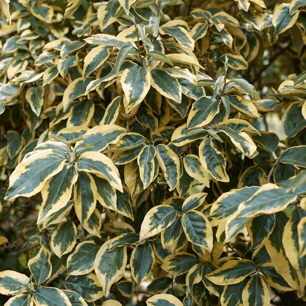 Chalef 'Gilt Edge' - Elaeagnus ebbingei 'Gilt Edge'