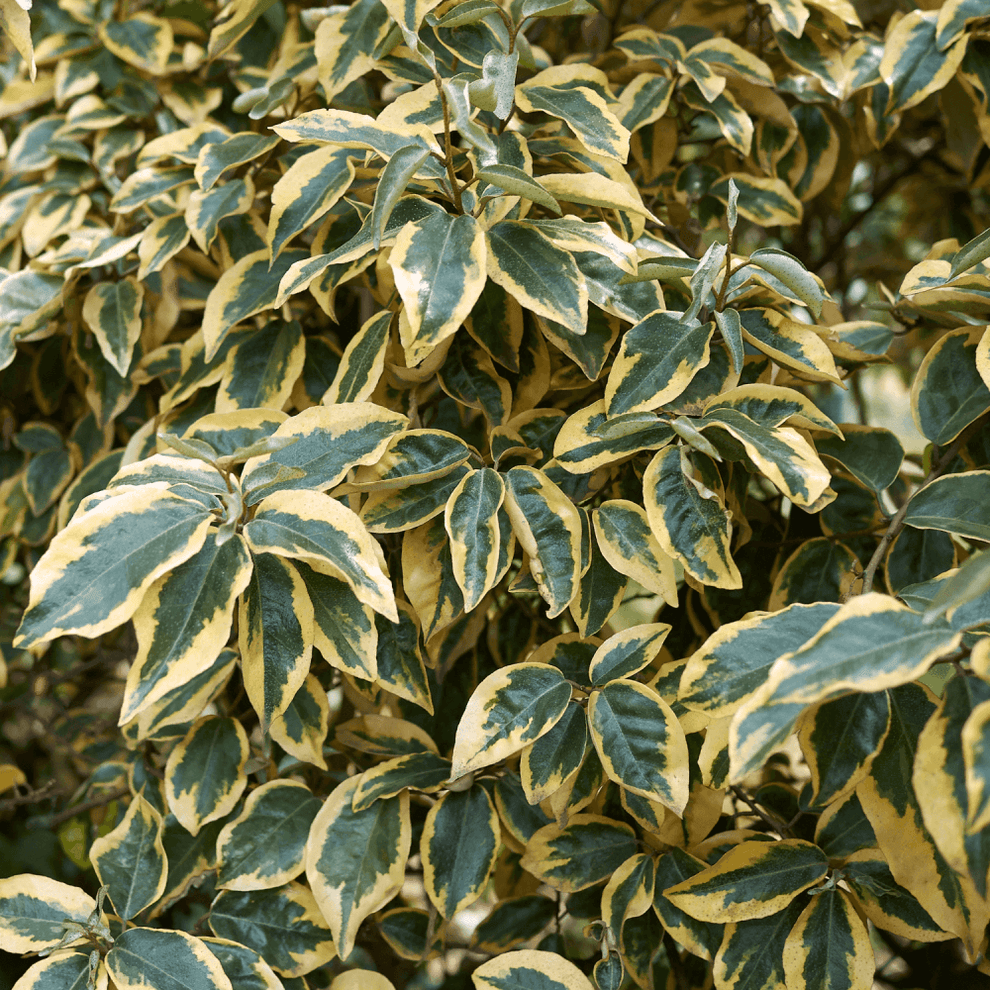 Chalef 'Gilt Edge' - Elaeagnus ebbingei 'Gilt Edge'