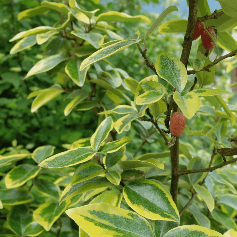 Chalef 'Viveleg' - Elaeagnus x ebbingei 'Viveleg'