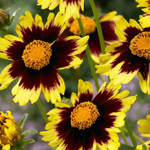 Coréopsis 'Cosmic Eyes' - Coreopsis 'Cosmic Eyes'