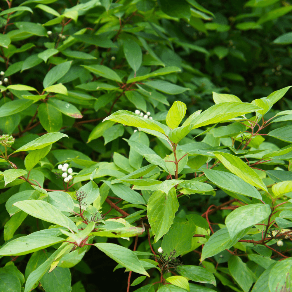 Cornouiller blanc 'Aurea' - Cornus alba 'Aurea'