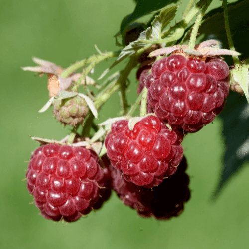 Framboisier 'Heritage' - Rubus idaeus 'Heritage'