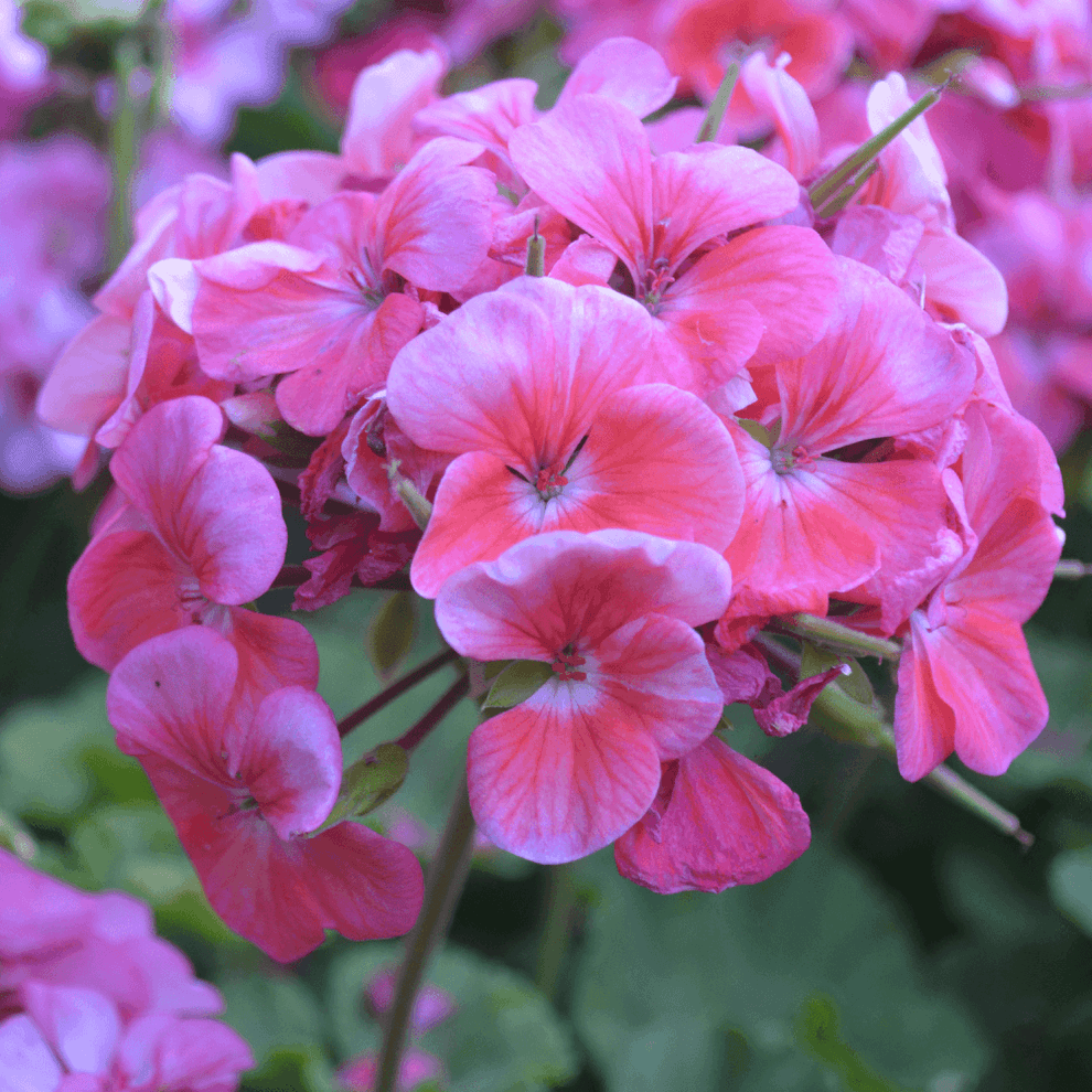 Géranium Lierre Double - Pelargonium peltatum Géranium Lierre Double - Pelargonium peltatum