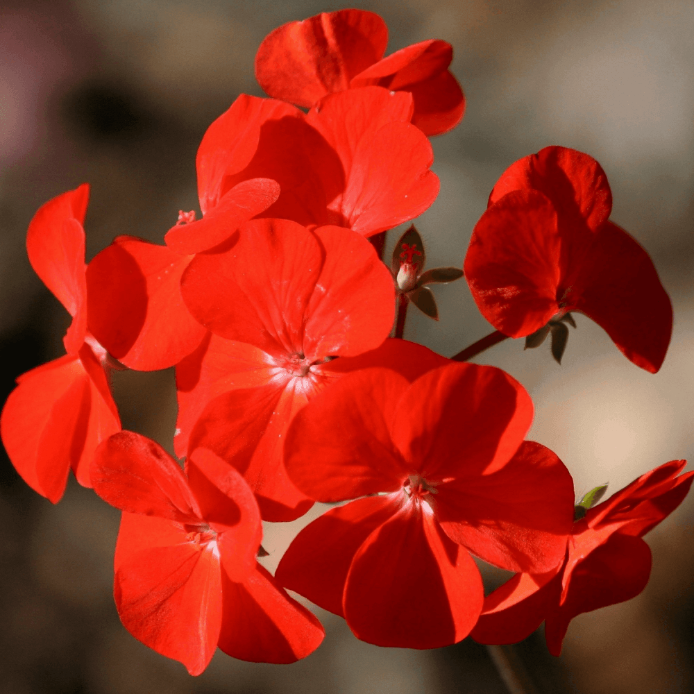 Géranium Lierre Double - Pelargonium peltatum Géranium Lierre Double - Pelargonium peltatum