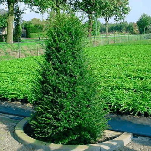 If commun - Taxus baccata