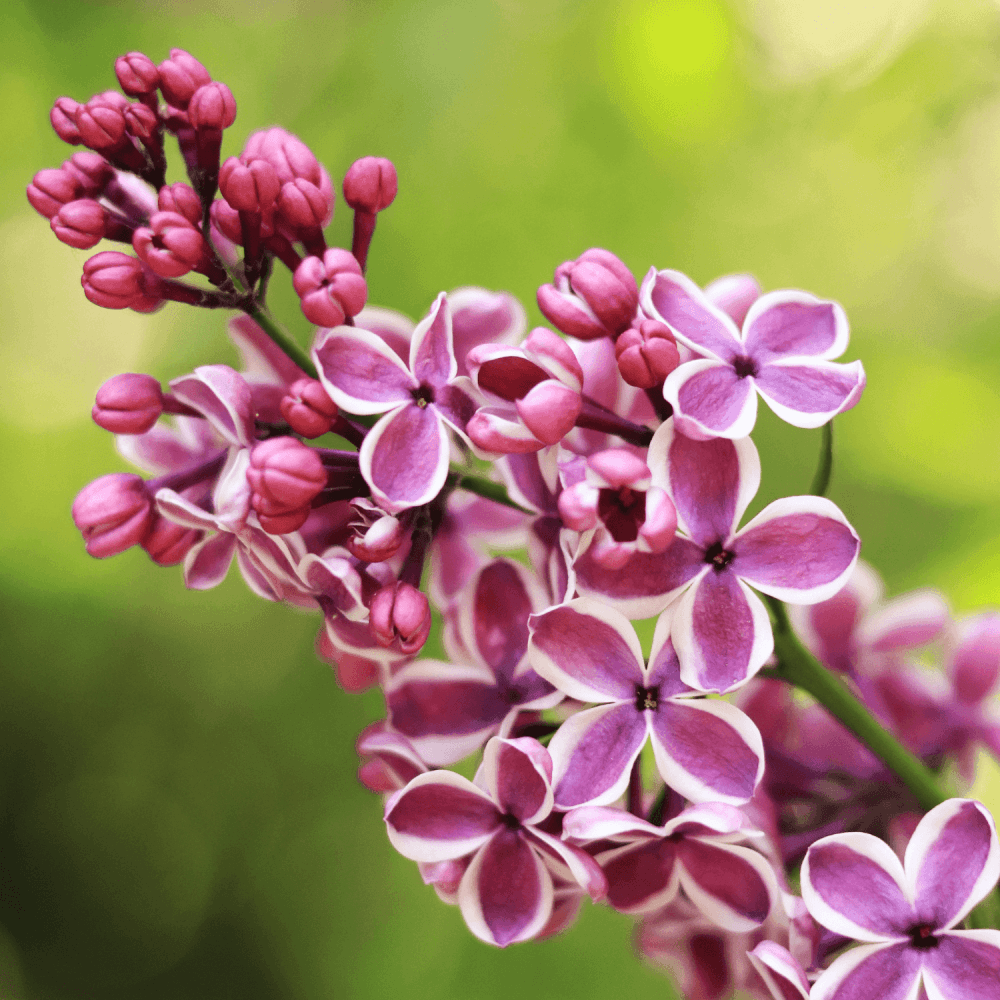 Lilas commun Sensation - Syringa vulgaris 'Sensation'