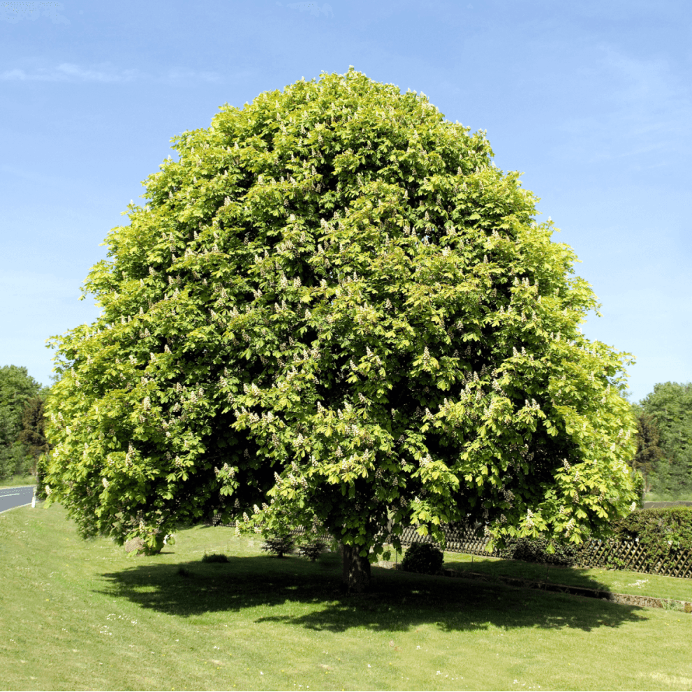 Marronnier commun - Aesculus Hippocastanum