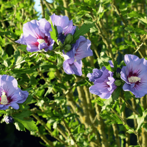 Mauve en arbre 'Oiseau Bleu' - Hibiscus syriacus 'Oiseau Bleu'