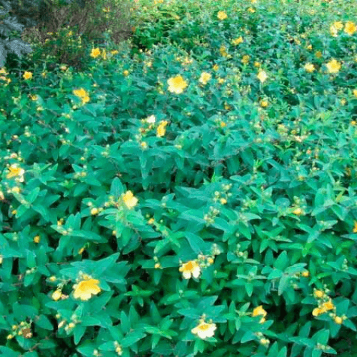 Millepertuis 'Hidcote' - Hypericum 'Hidcote'
