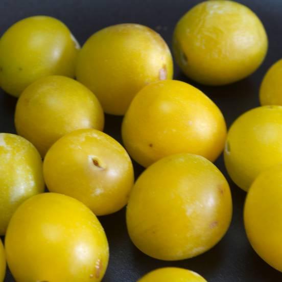 Mirabellier 'Mirabelle De Nancy' - Prunus domestica 'Mirabelle De Nanc