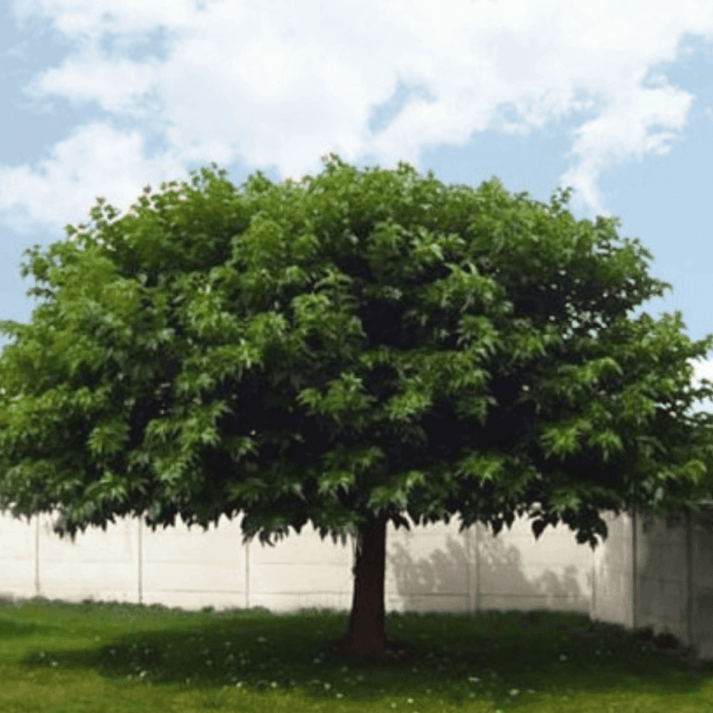 Mûrier platane stérile - Morus platanifolia fruitless