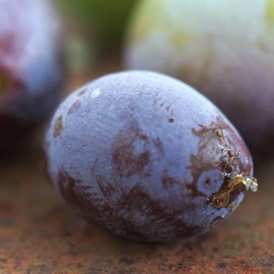 Prunier 'Stanley' - Prunus domestica 'Stanley'