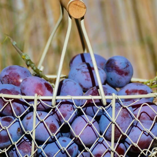 Prunier 'Stanley' - Prunus domestica 'Stanley'