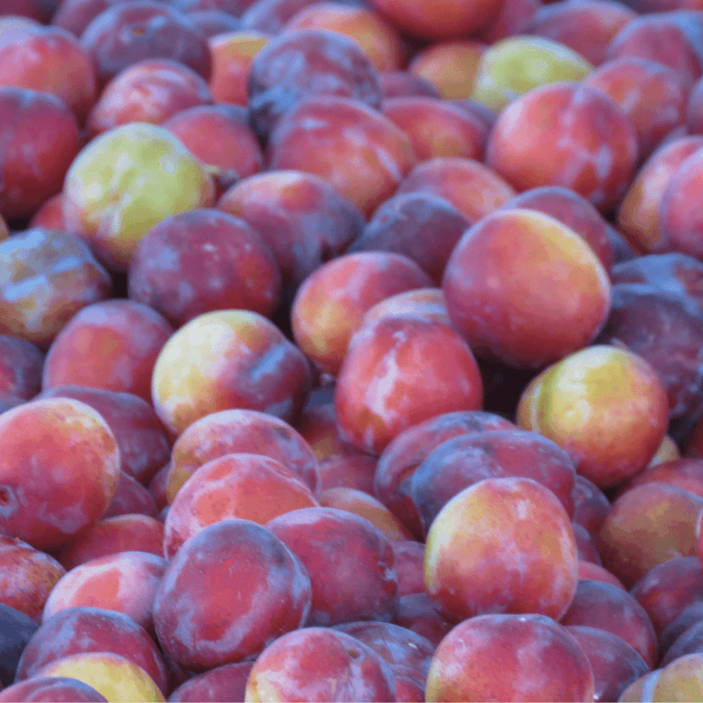 Prunier 'Victoria' - Prunus domestica 'Victoria'