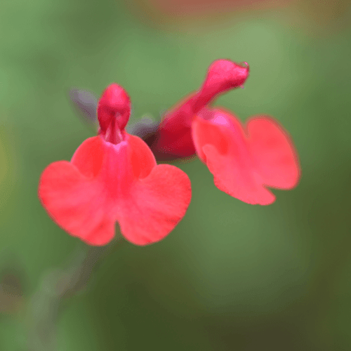 Sauge à petites feuilles 'Cavalieri d'Alto' - Salvia microphylla 'Cava